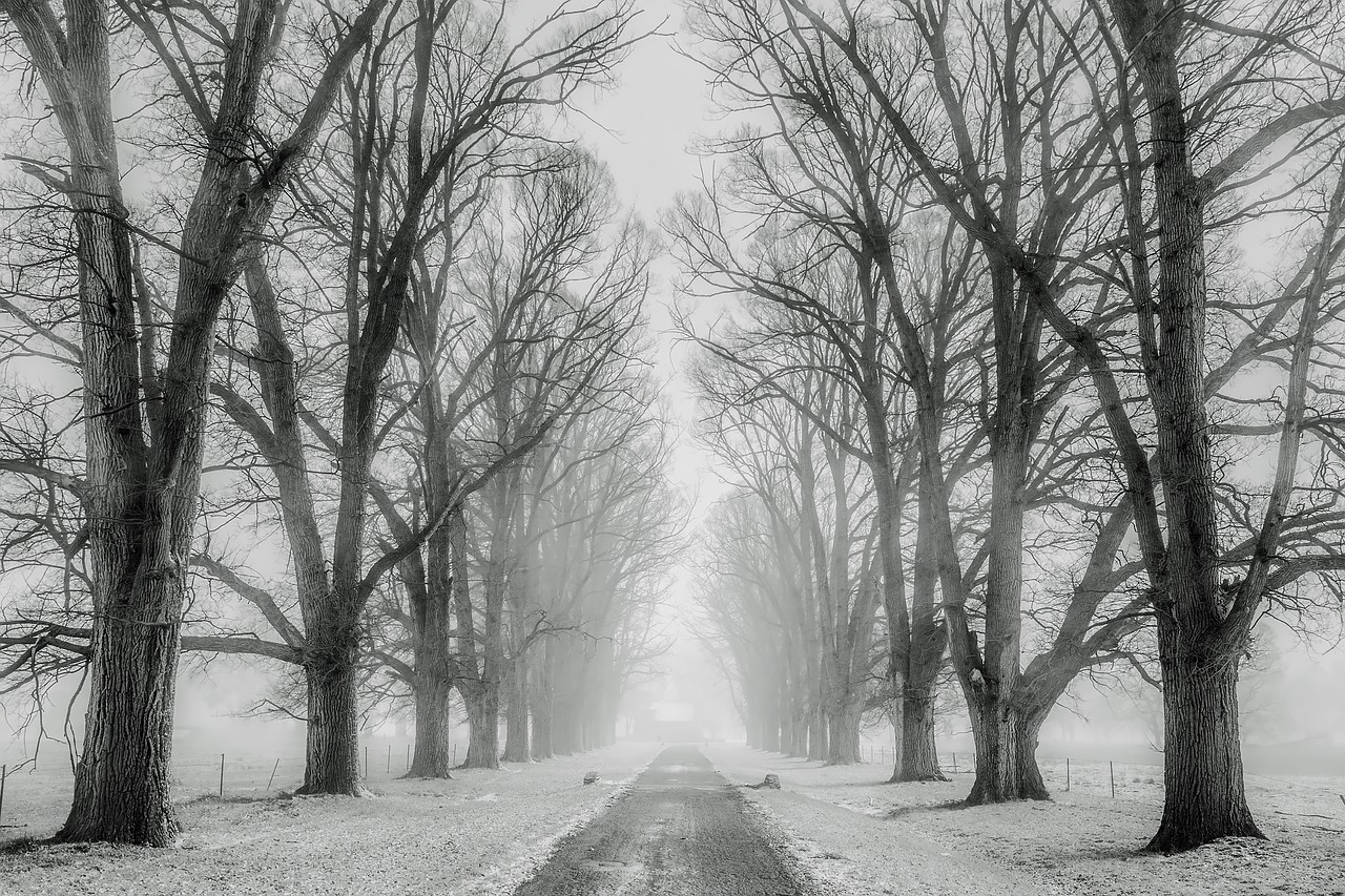 Winter Scenes | Celebrating the Beauty of Winter | Art & Home