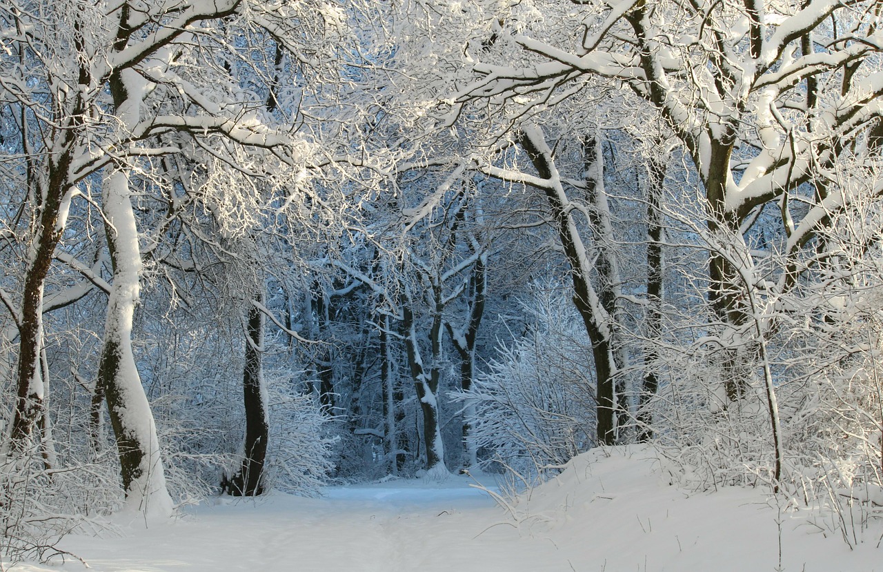 Winter Scenes | Celebrating the Beauty of Winter | Art & Home