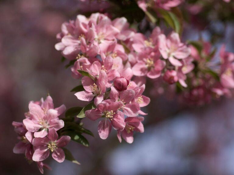 Flowering Crabapple Trees – Pink Spring Perfection | Art & Home