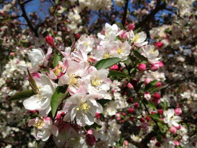 Flowering Crabapple Trees – Pink Spring Perfection | Art & Home